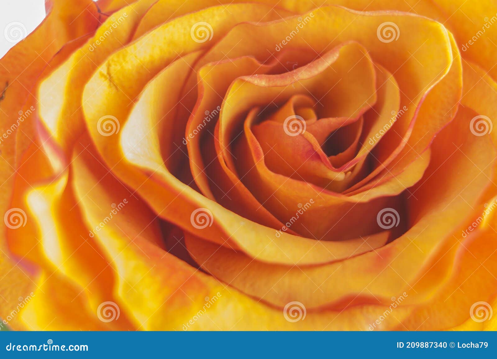 Rose, a Different Angle View in the Portfolio. Stock Photo - Image of ...