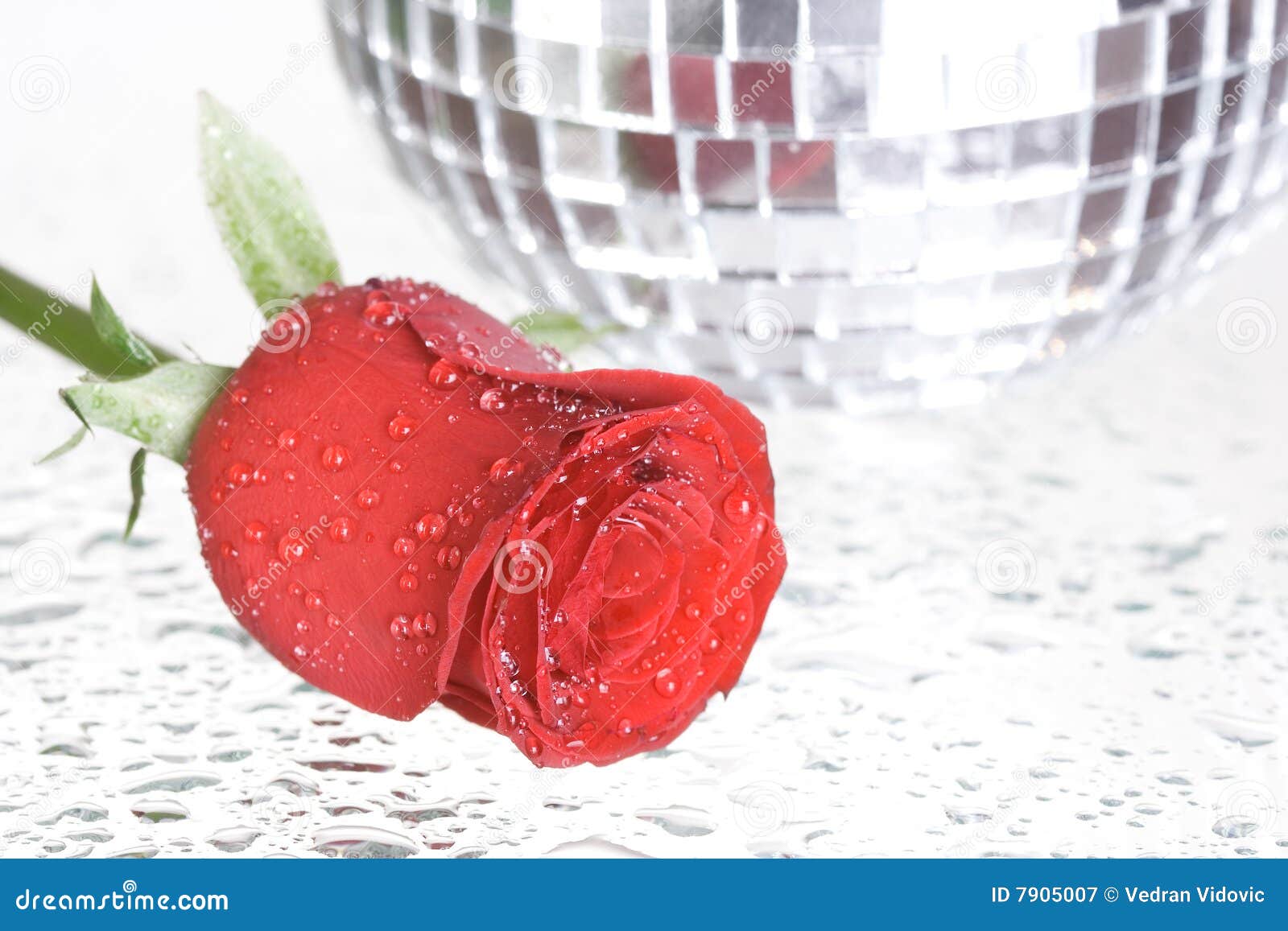 Rose and disco ball stock image. Image of love, passion - 7905007