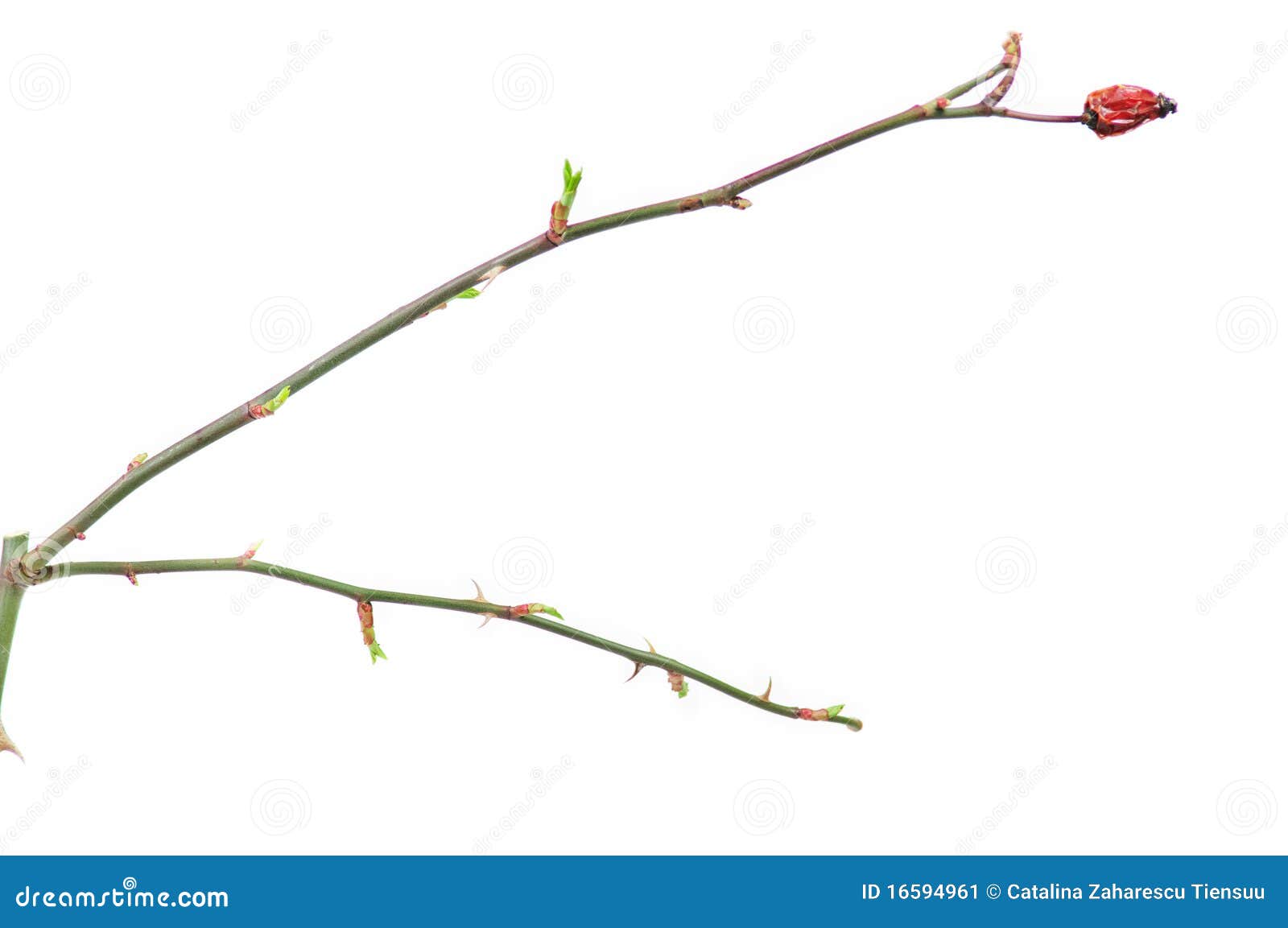 Rose dog twig with buds stock image. Image of plant, twig - 16594961