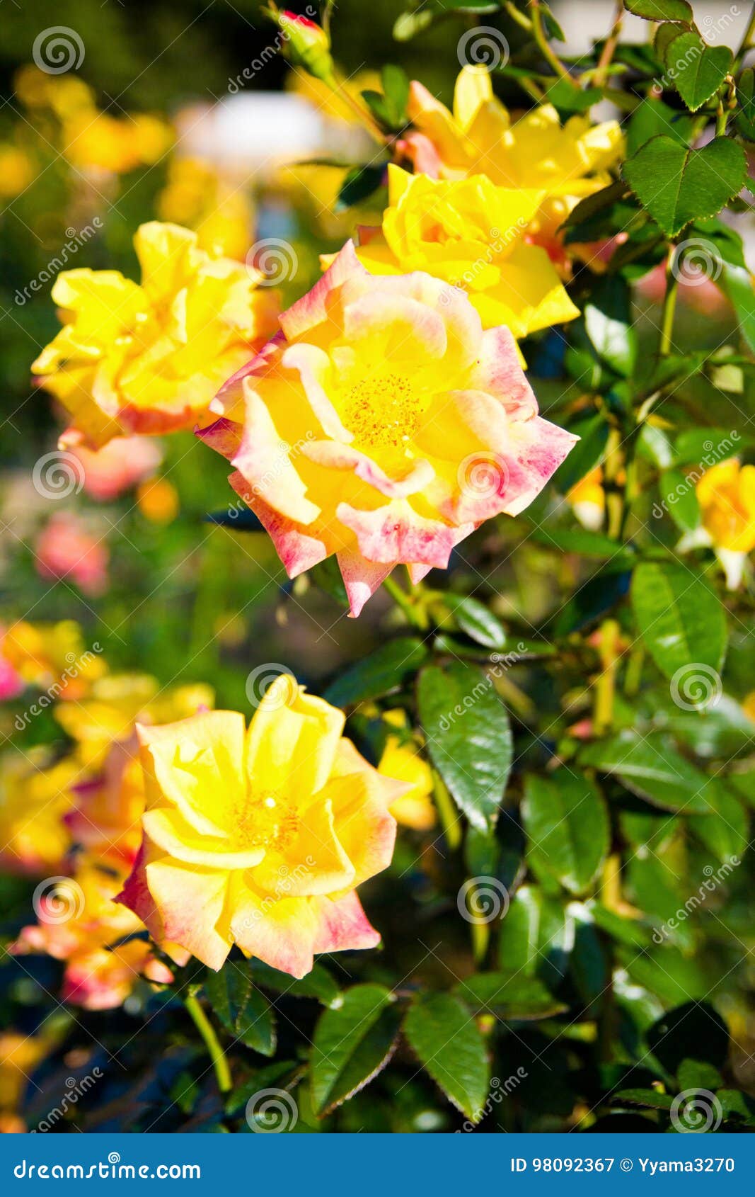 Rose Dr. Faust stock image. Image of faust, bloom, petal - 98092367