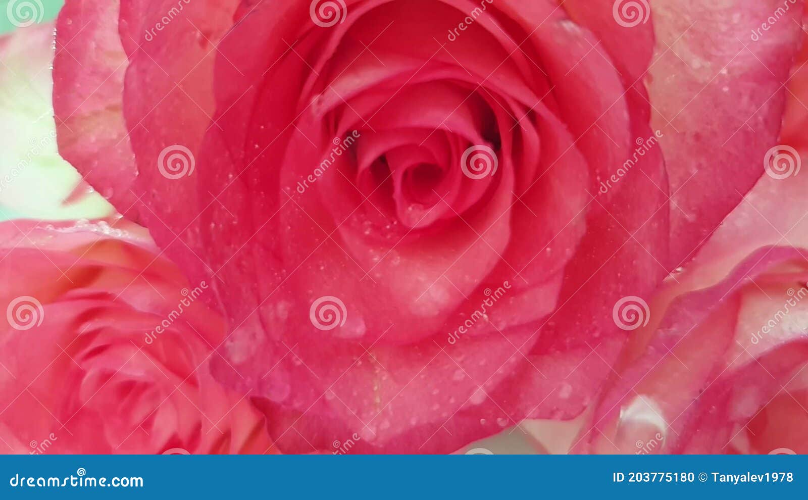 Rose Dripping Water Slow Motion Stock Footage - Video of water, flower ...