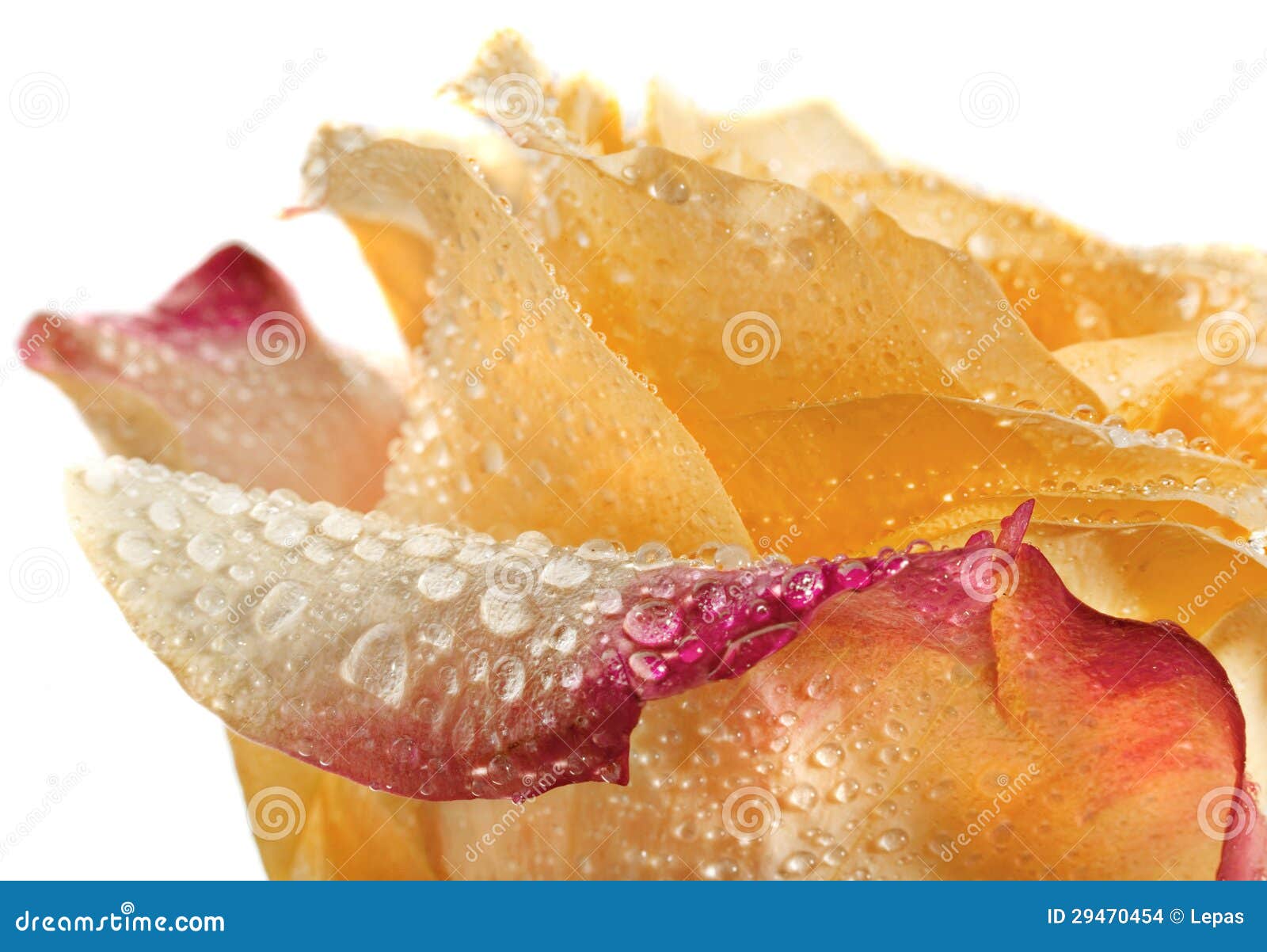 Rose with drop stock photo. Image of single, white, macro - 29470454