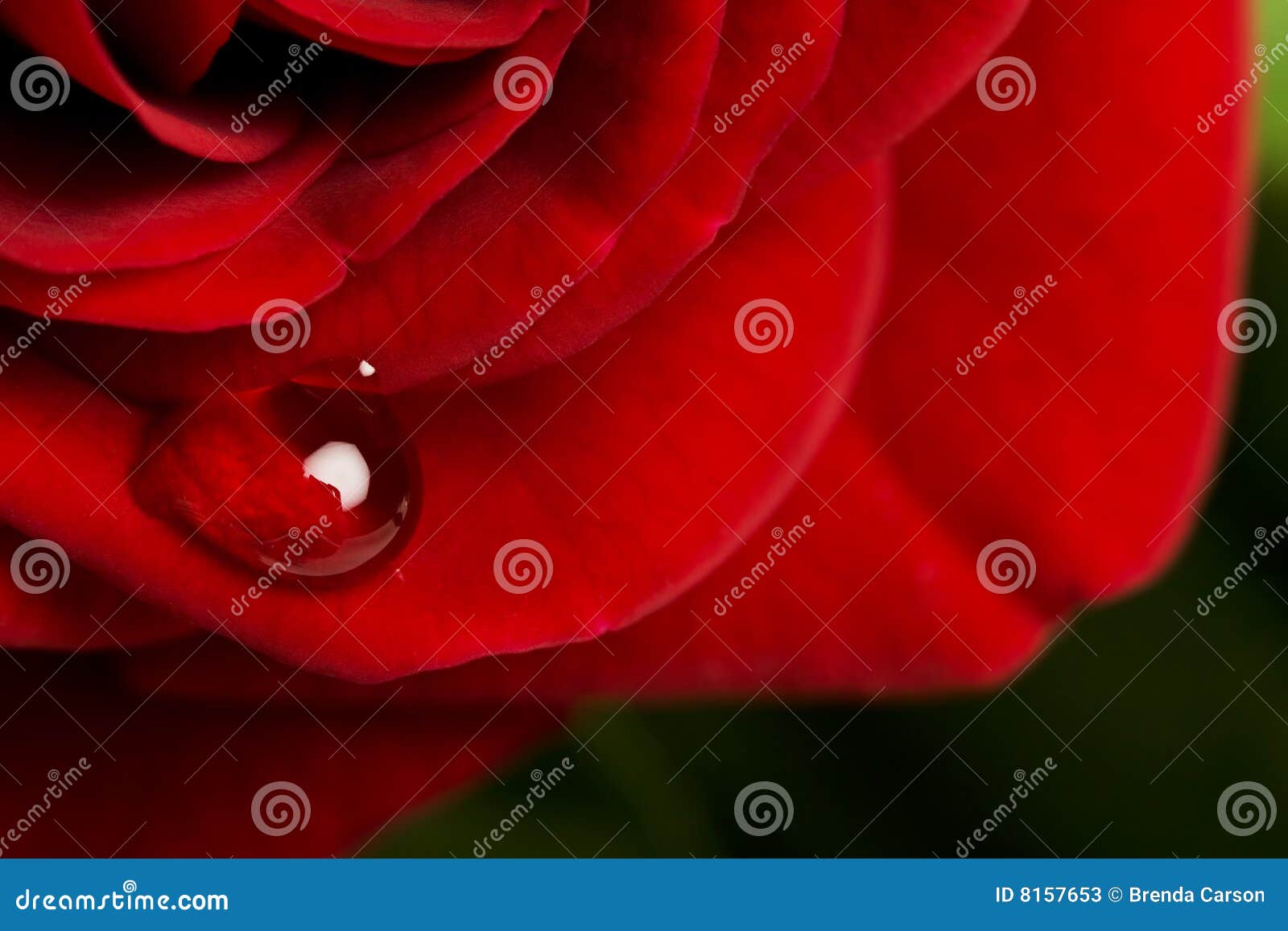 Rose Drop stock image. Image of flower, plant, blossom - 8157653
