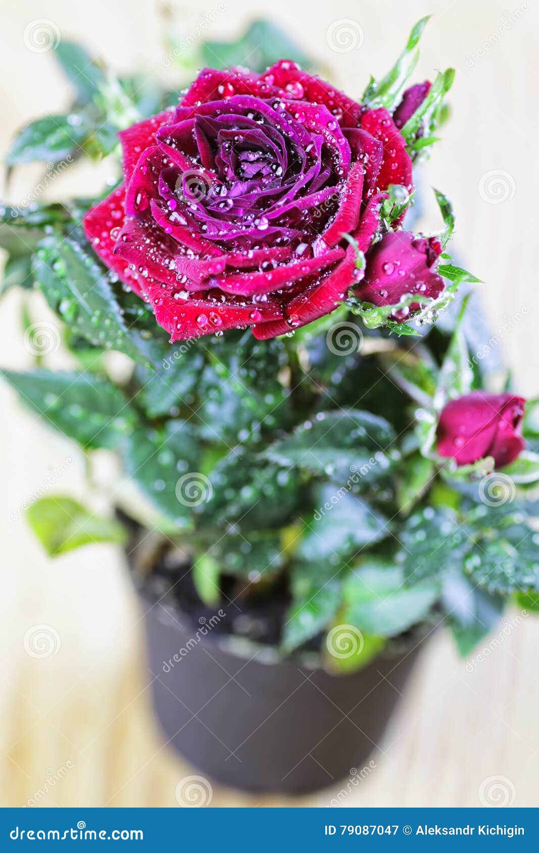 Rose drop pot macro stock image. Image of floral, love - 79087047