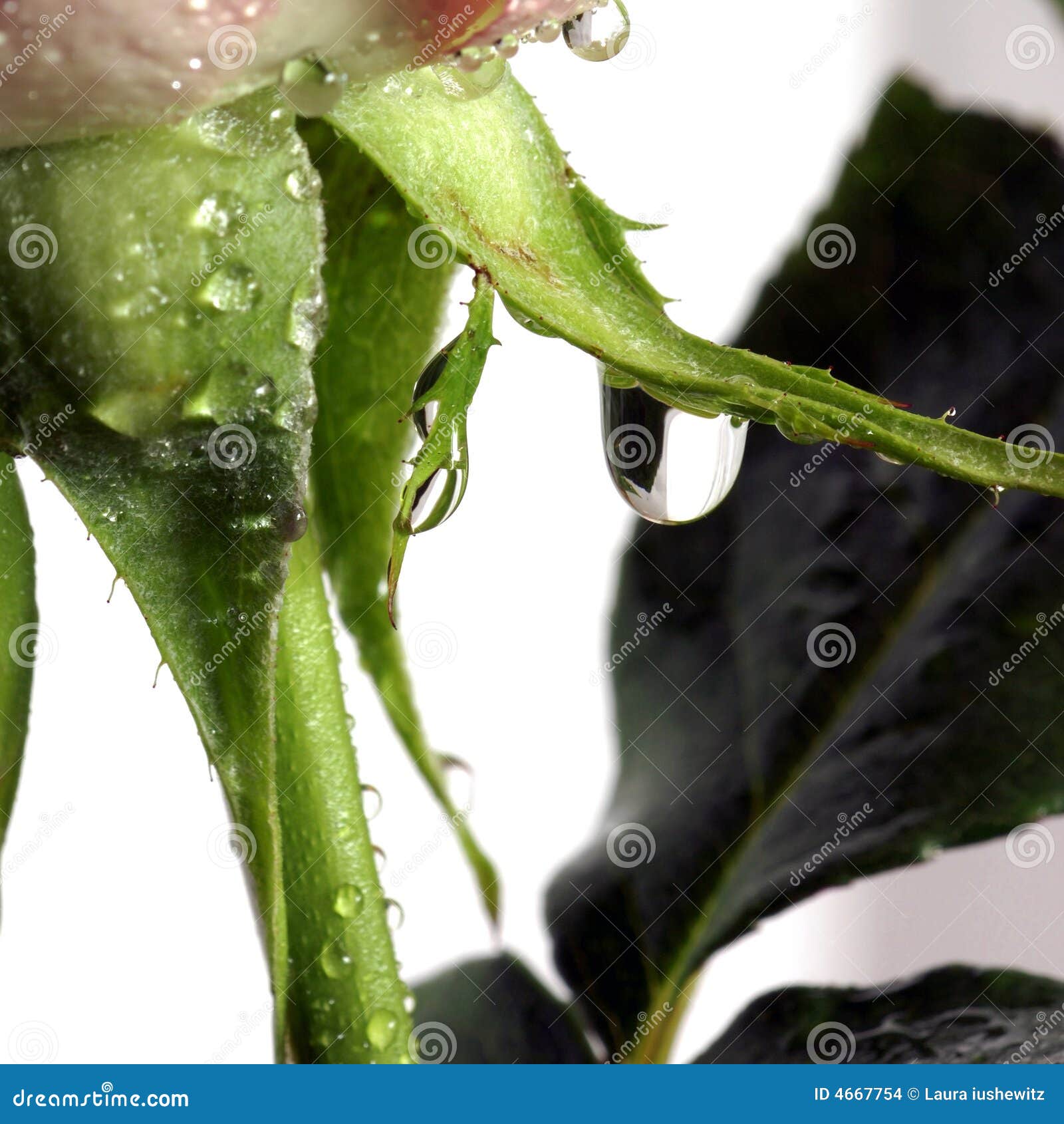 Rose drop on white square stock photo. Image of blooming - 4667754