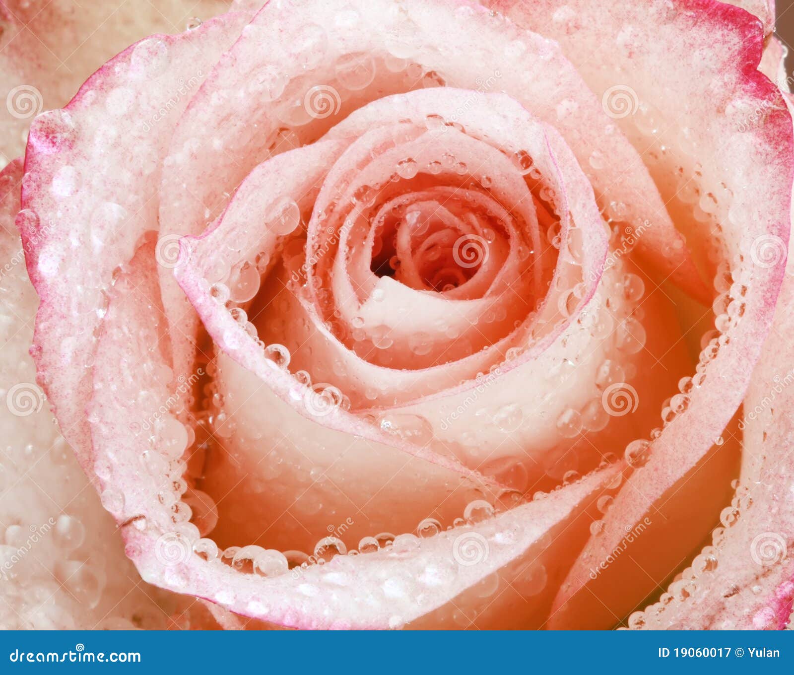 Rose with droplets stock image. Image of father, flower - 19060017