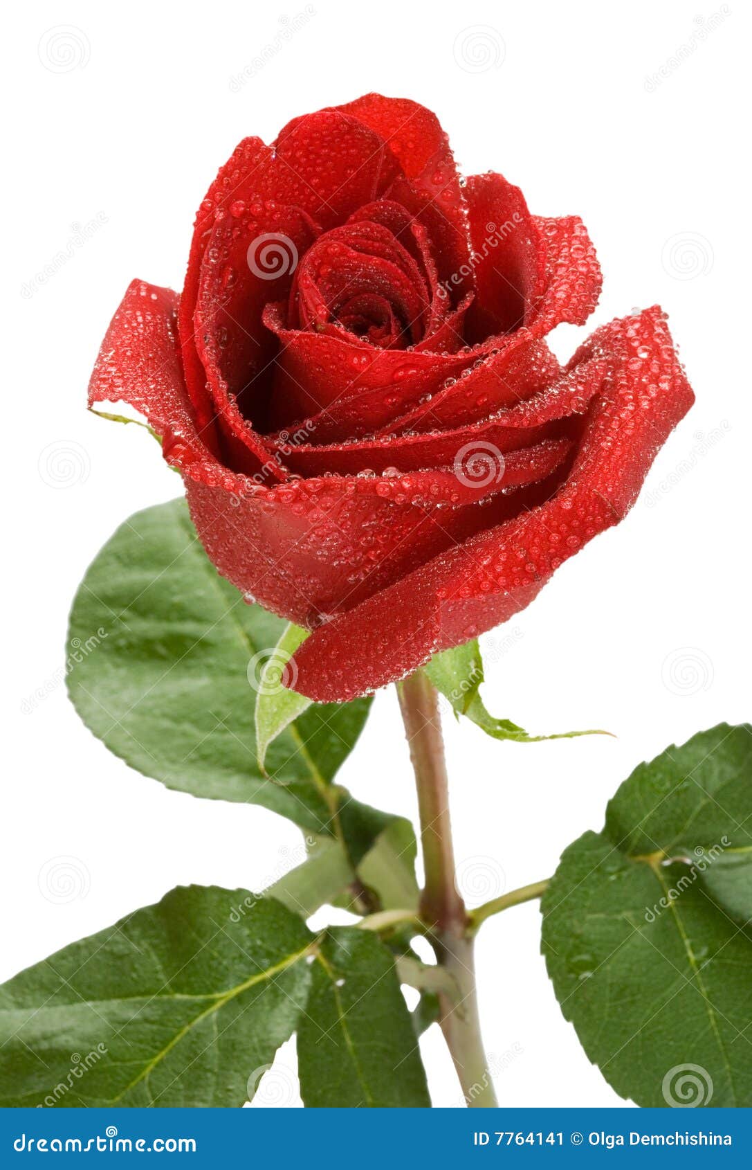 Rose & droplets stock image. Image of romance, single - 7764141