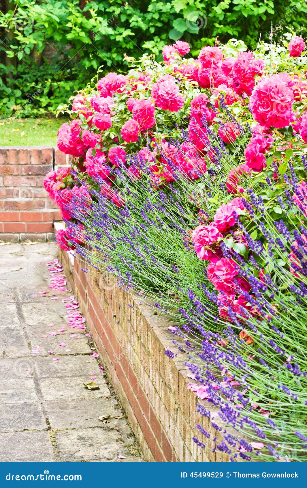 Rose e lavanda immagine stock. Immagine di fioritura - 45499529