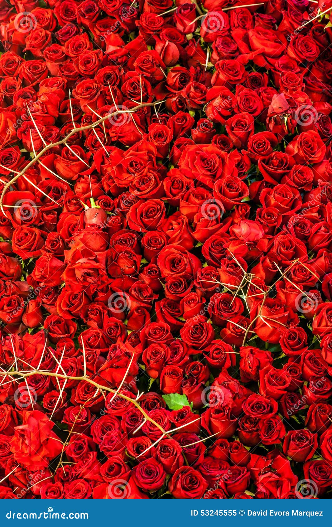 Rose e spine immagine stock. Immagine di sfondo, spina - 53245555