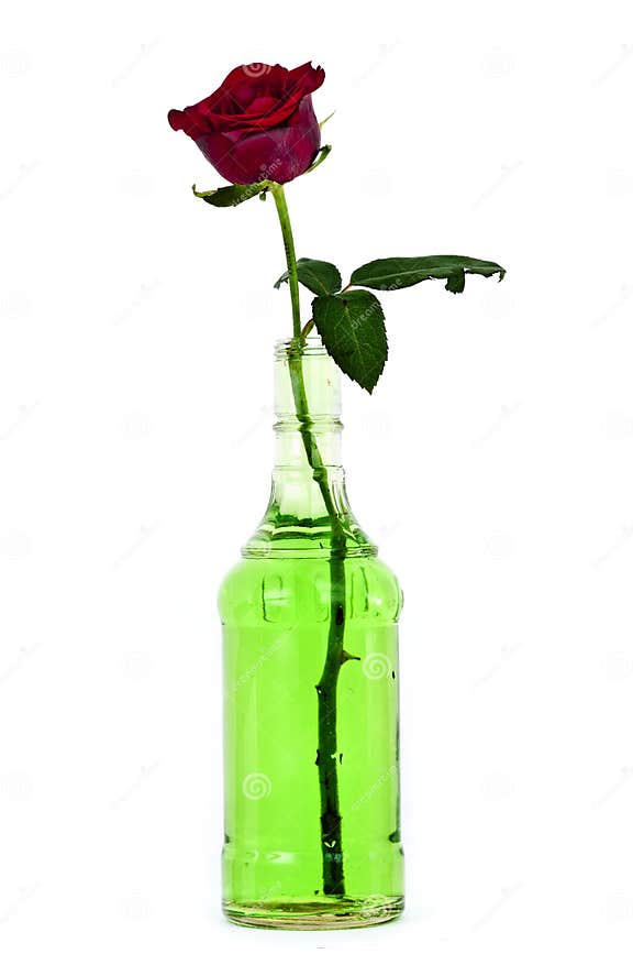 Rose in einer Flasche stockfoto. Bild von auslegung, flasche - 35558344