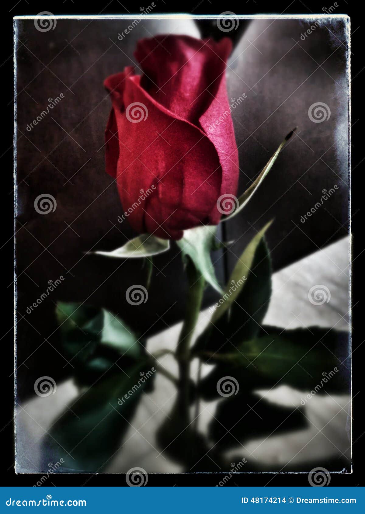 Rose stock photo. Image of intensity, emotions, rose - 48174214