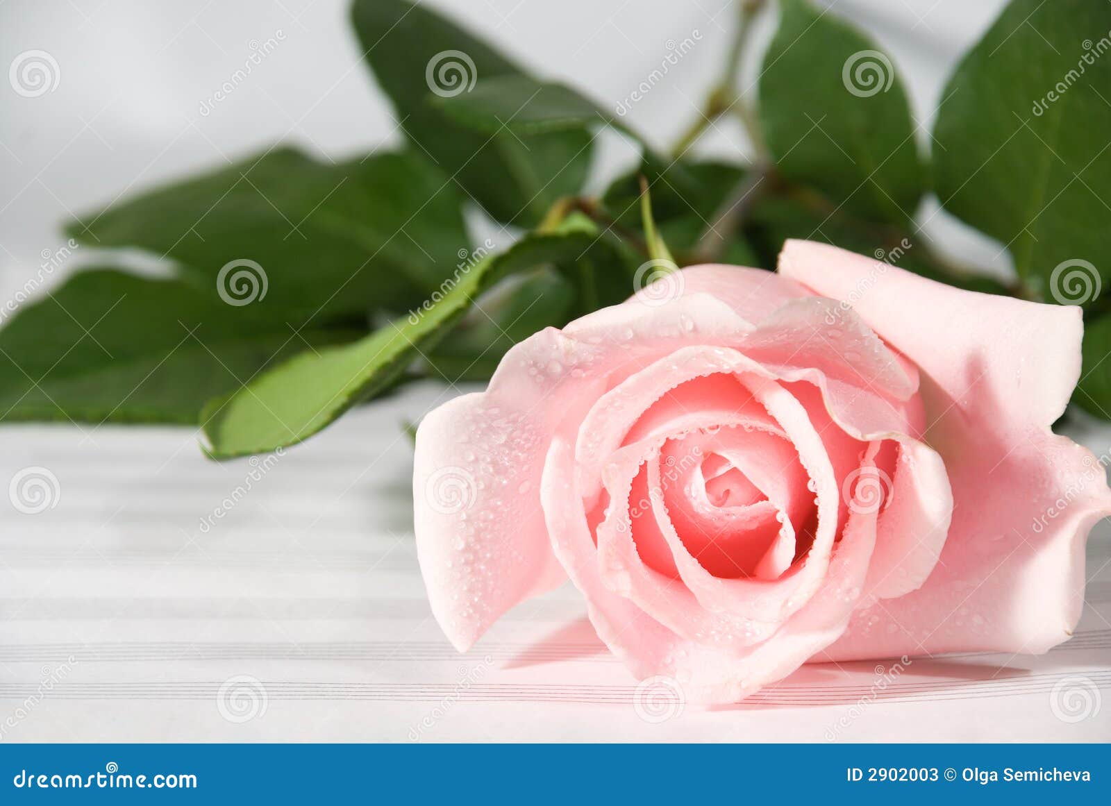 Rose en el cuaderno imagen de archivo. Imagen de poeta - 2902003