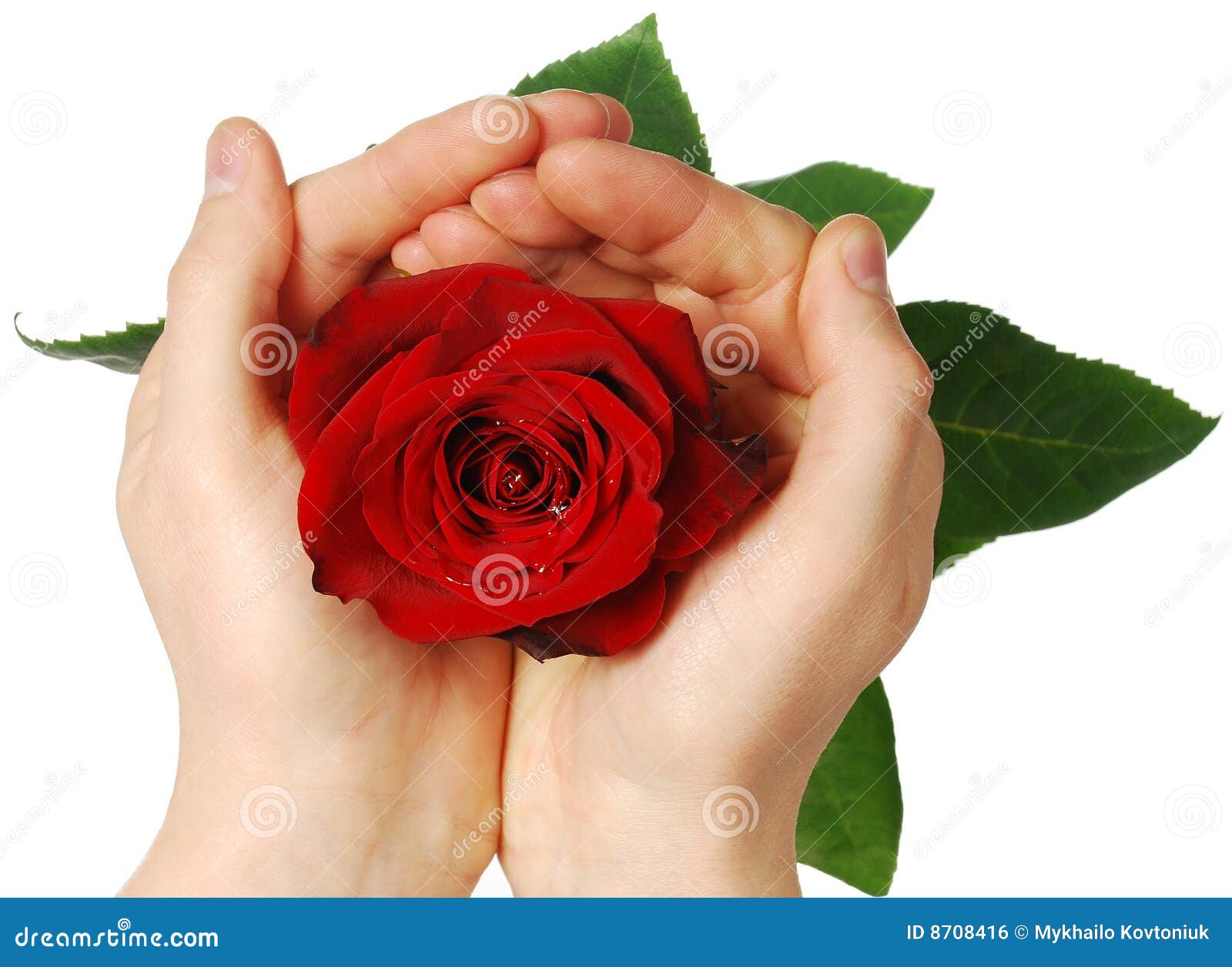Rose en manos foto de archivo. Imagen de flor, blanco - 8708416