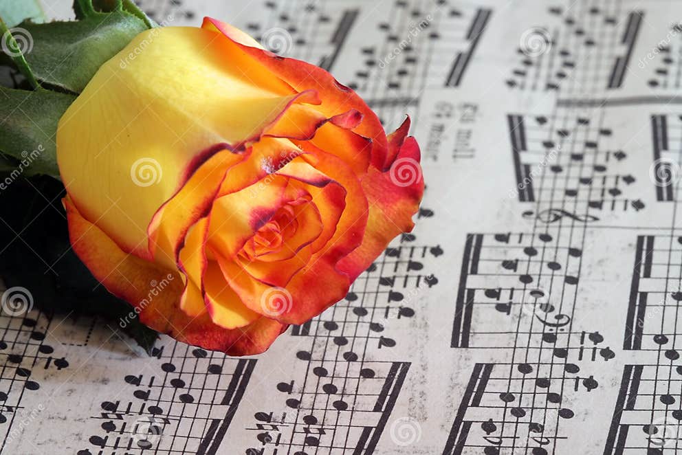 Rose en notas imagen de archivo. Imagen de extracto, primer - 2133287