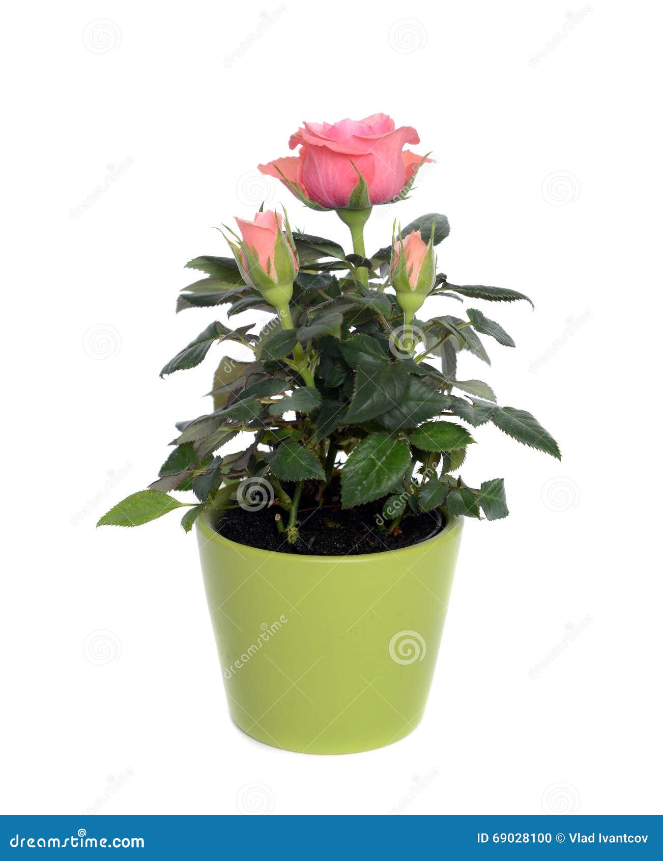 Rose en un pote foto de archivo. Imagen de planta, crisol - 69028100