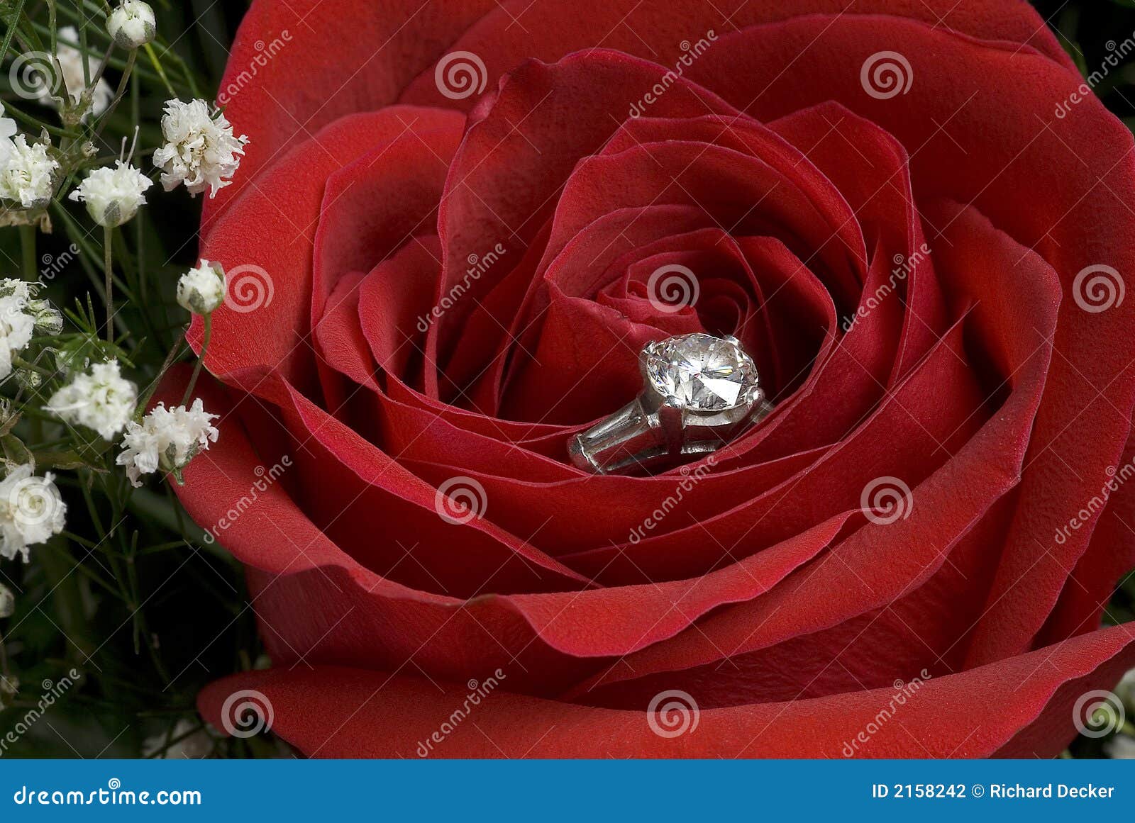 Rose with Engagement Diamond Stock Photo - Image of presentation ...