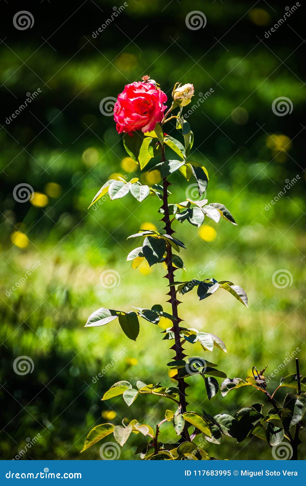 Rose espinosa imagen de archivo. Imagen de verde, espinoso - 117683995