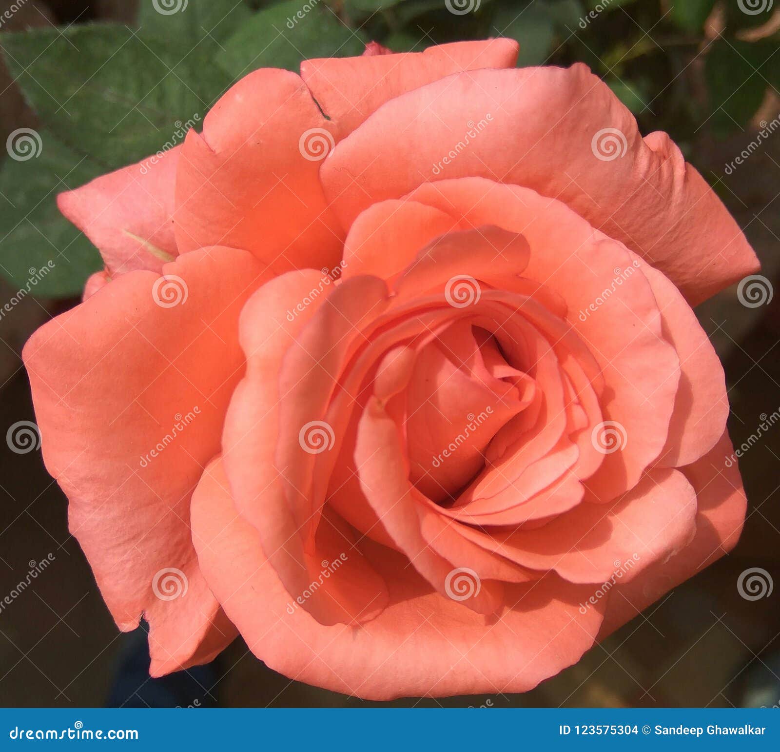 Rose Explain the Beauty of Nature Stock Photo - Image of explain ...