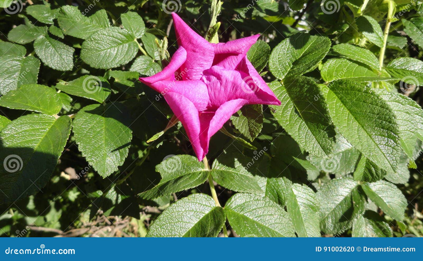 Beautiful Rosew Stock Photos - Free & Royalty-Free Stock Photos from ...