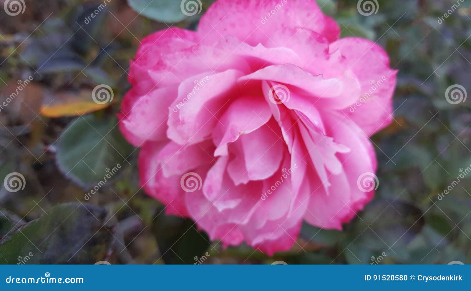 Rose in Fall stock photo. Image of trees, fall, leaves - 91520580