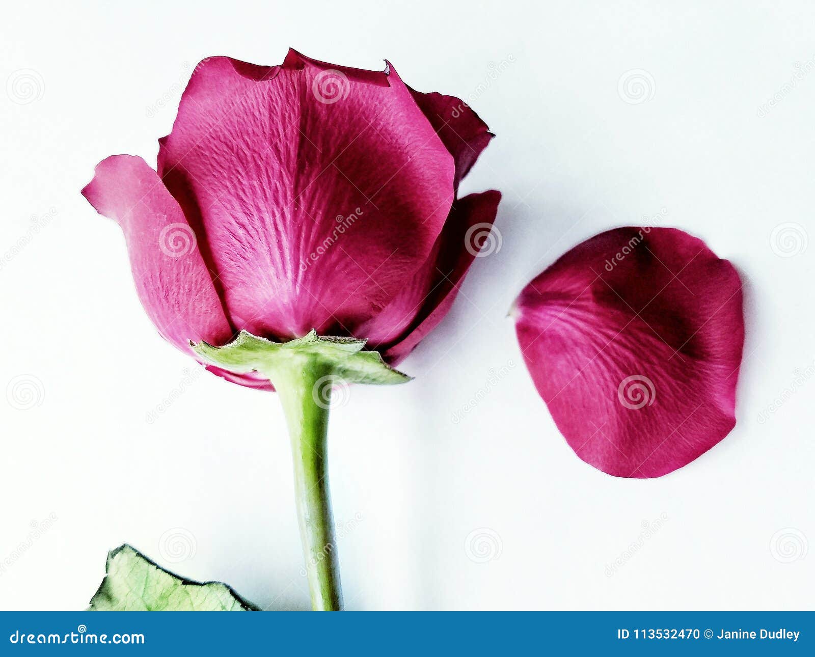 Rose and fallen petal stock photo. Image of bright, closeup - 113532470
