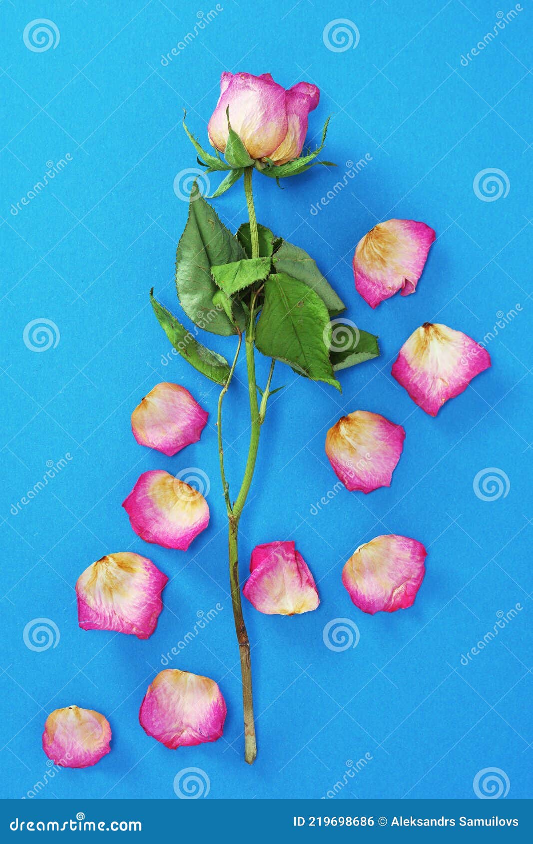 Rose and fallen petals stock photo. Image of beauty - 219698686