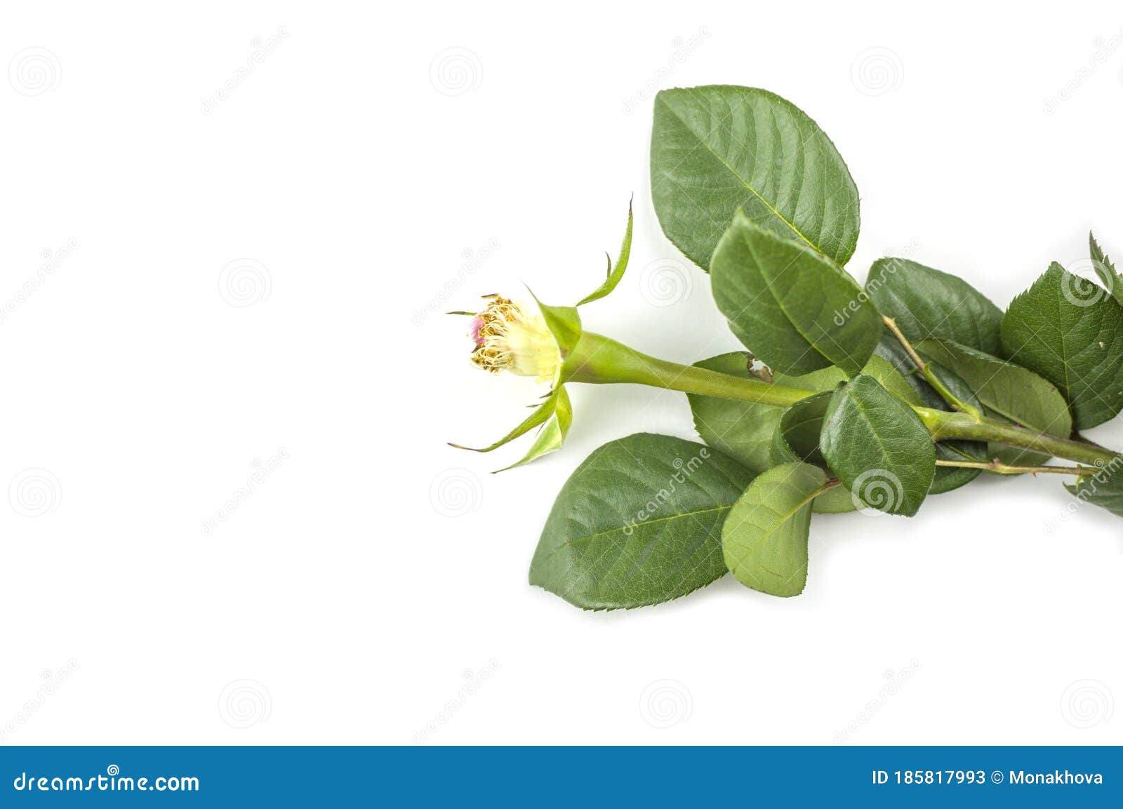 Rose with Fallen Petals Isolated on White Background Stock Image ...