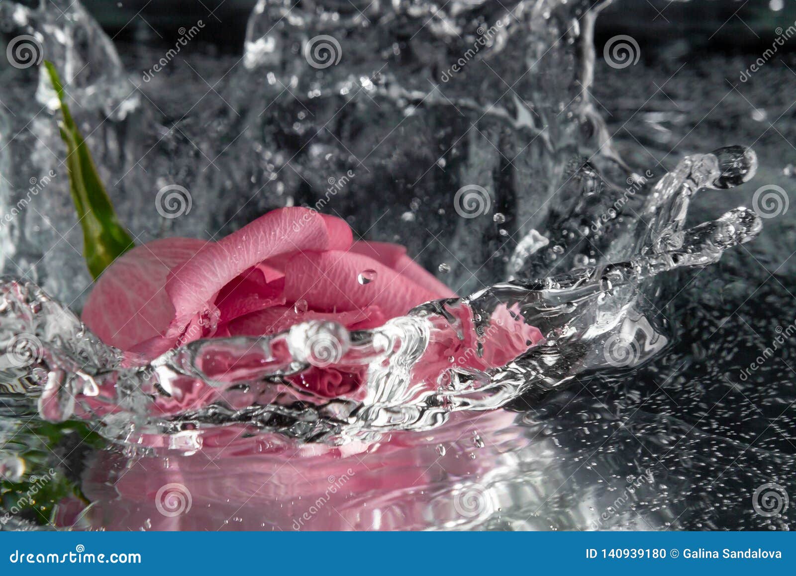 Rose Falling into the Water with a Splash and Spray Stock Photo - Image ...