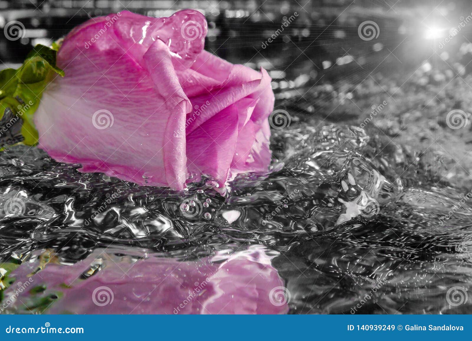 Rose Falling into the Water with a Splash and Spray Stock Image - Image ...