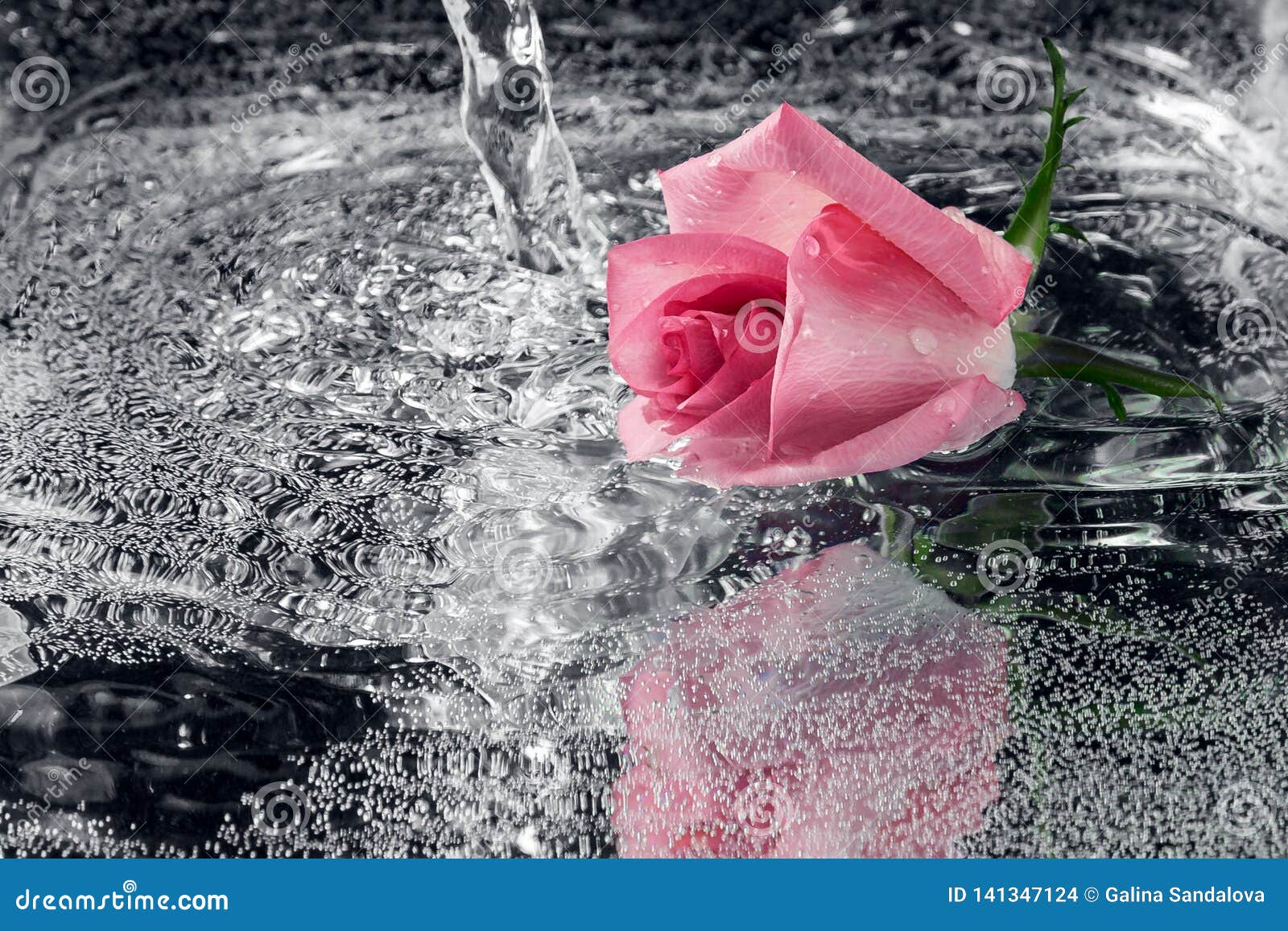 Rose Falling into the Water with a Splash and Spray Stock Photo - Image ...