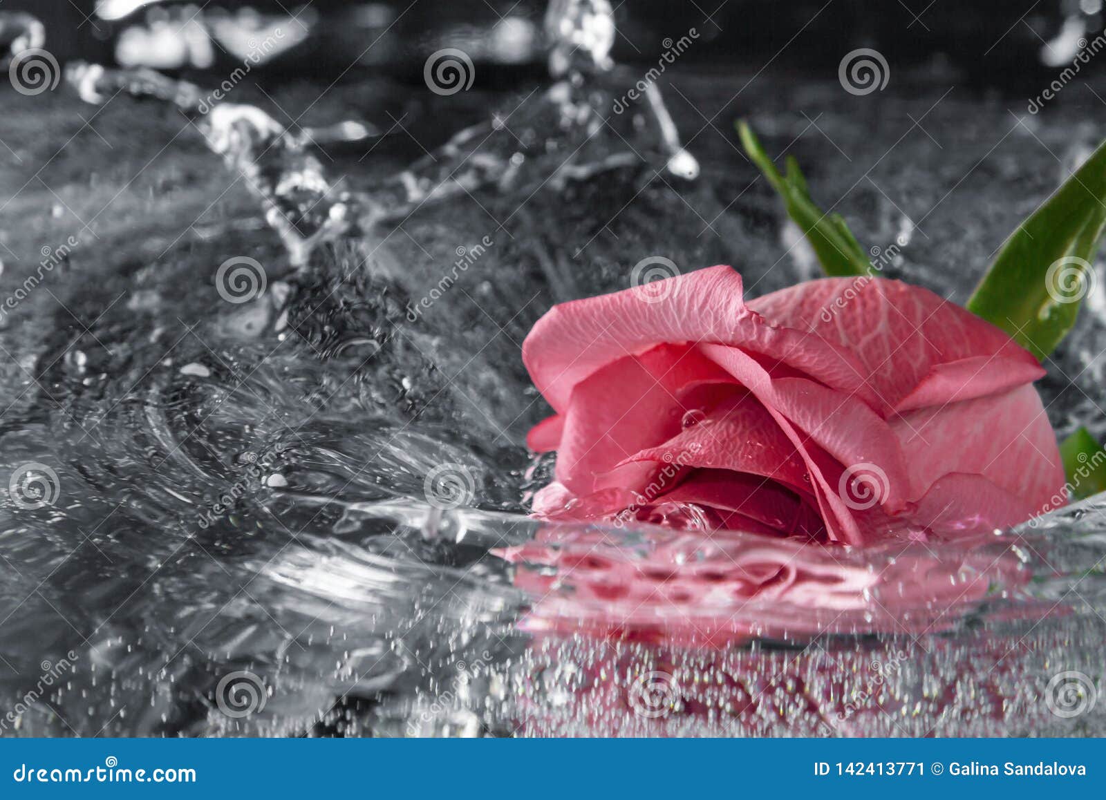 Rose Falling into the Water with a Splash and Spray Stock Image - Image ...