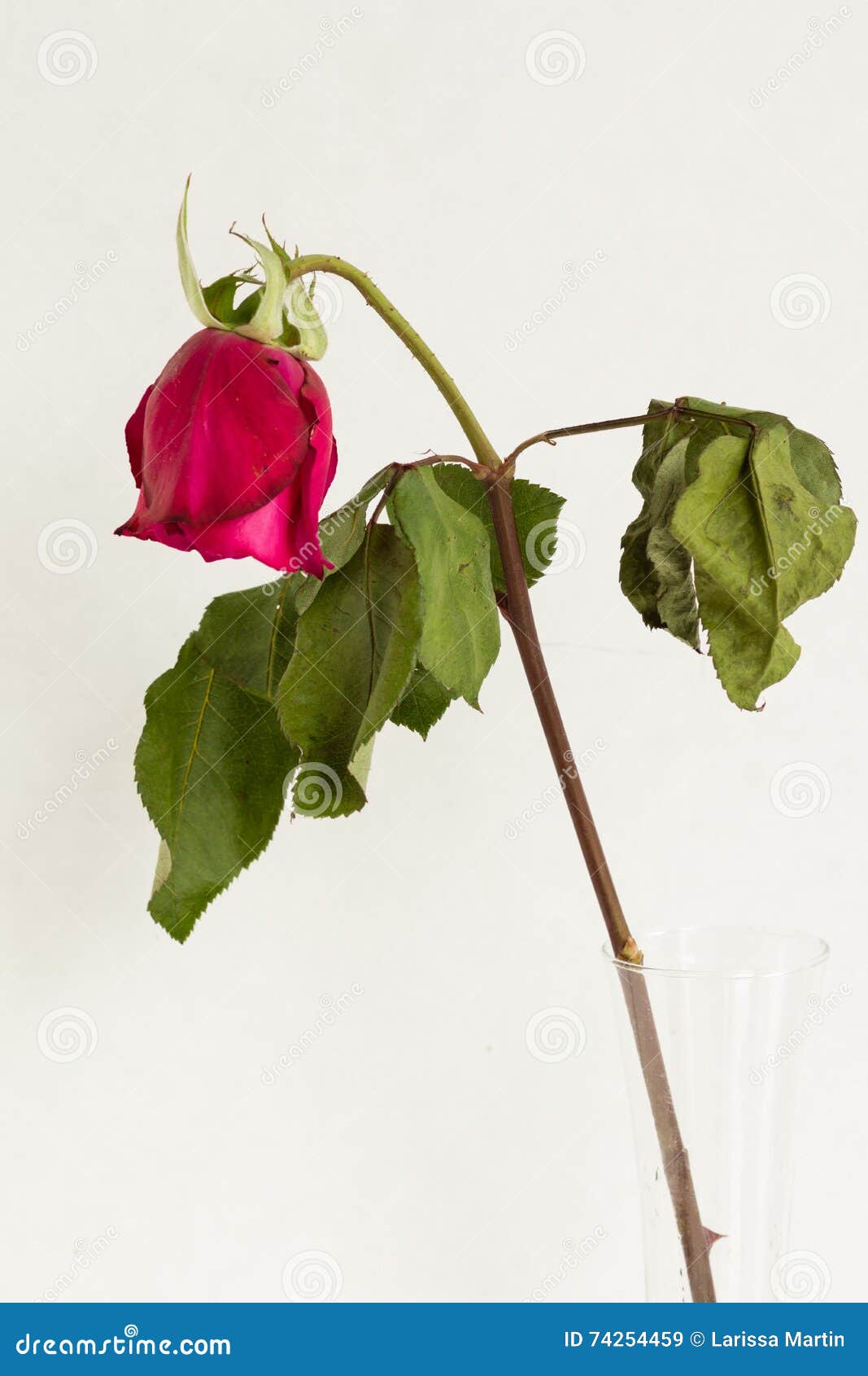 Rose fanée de rouge image stock. Image du fané, rouge - 74254459