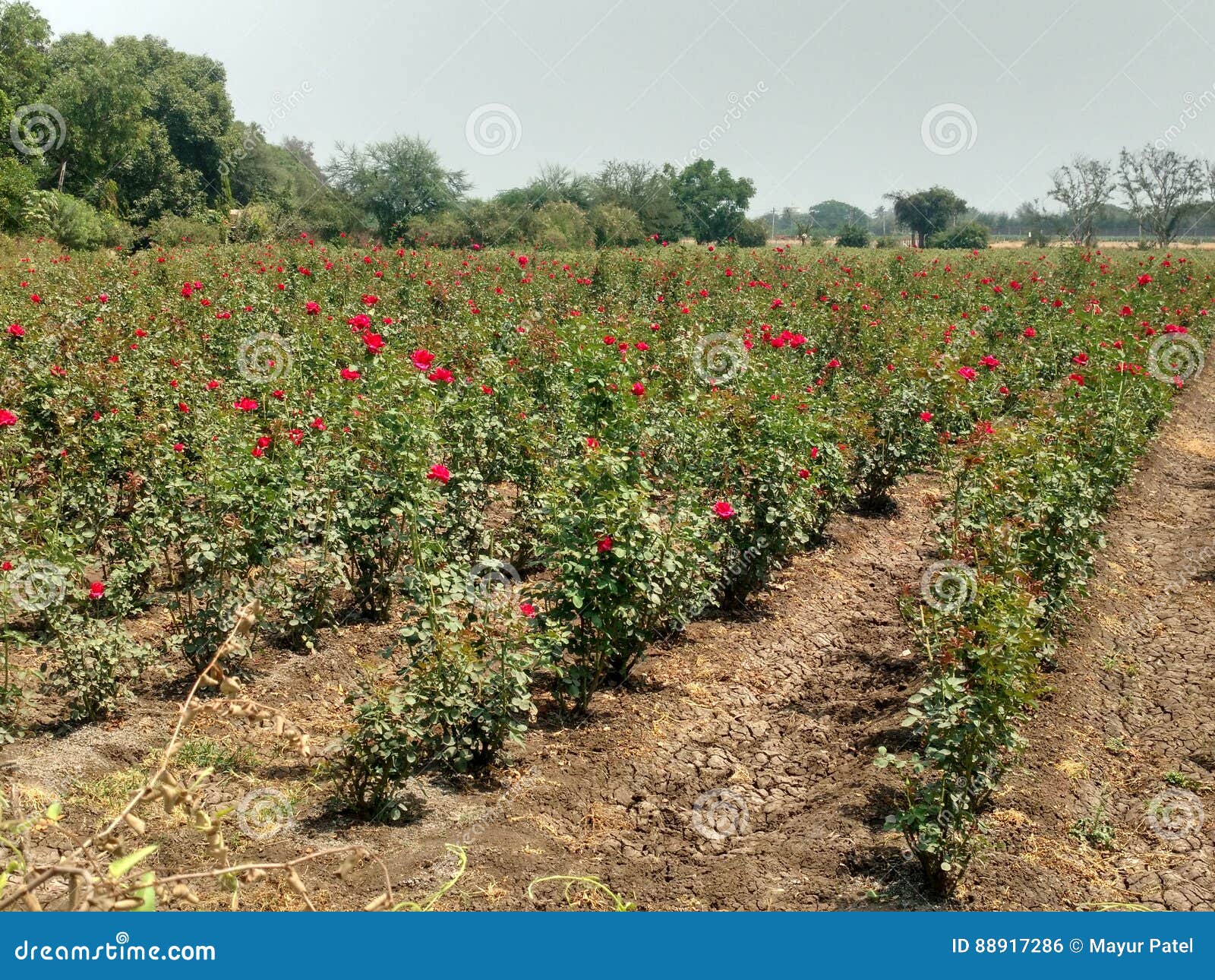 ROSE FARM. stock photo. Image of beautiful, noon, roses - 88917286