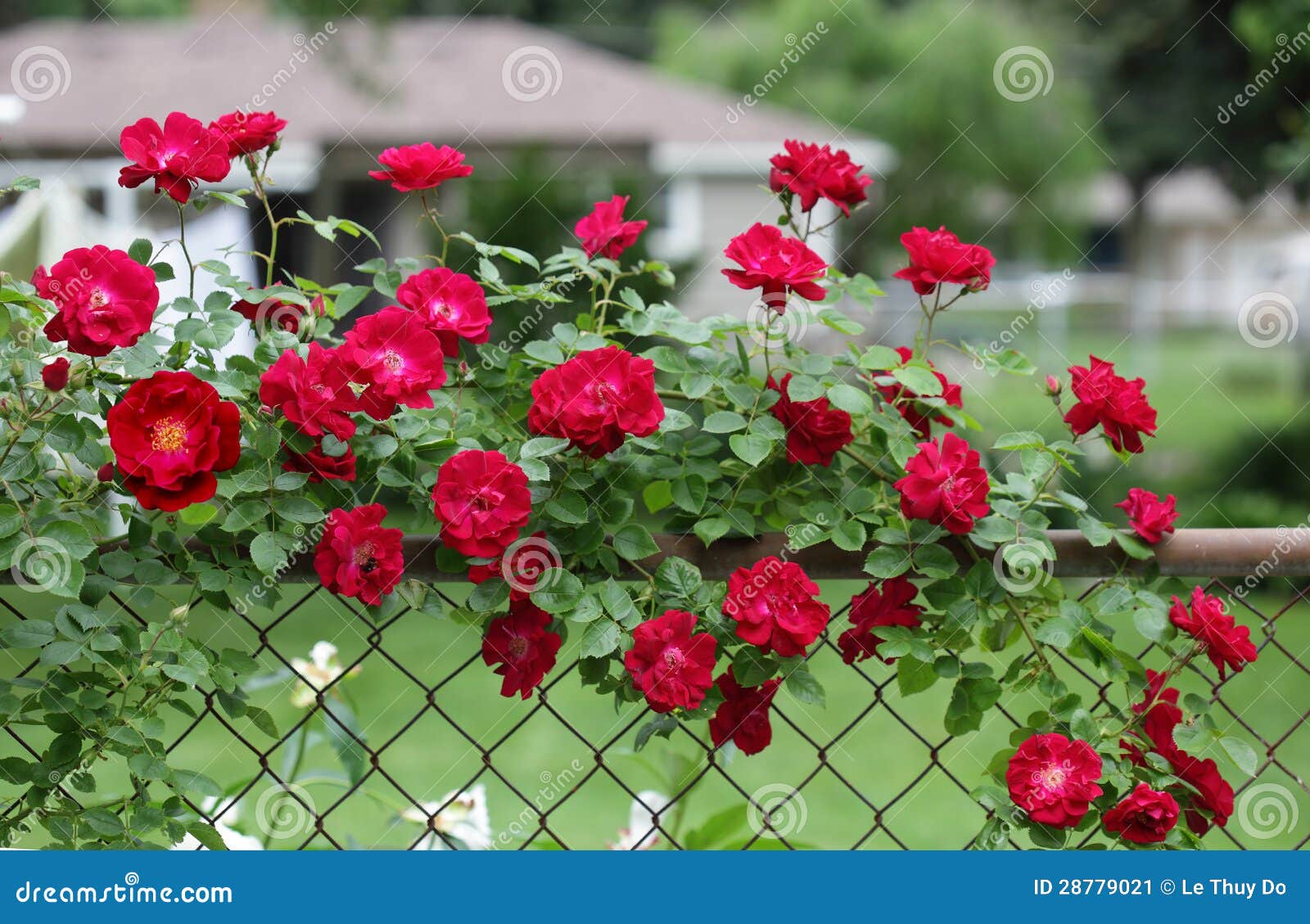 Rose on Fence stock image. Image of color, rose, rosebud - 28779021