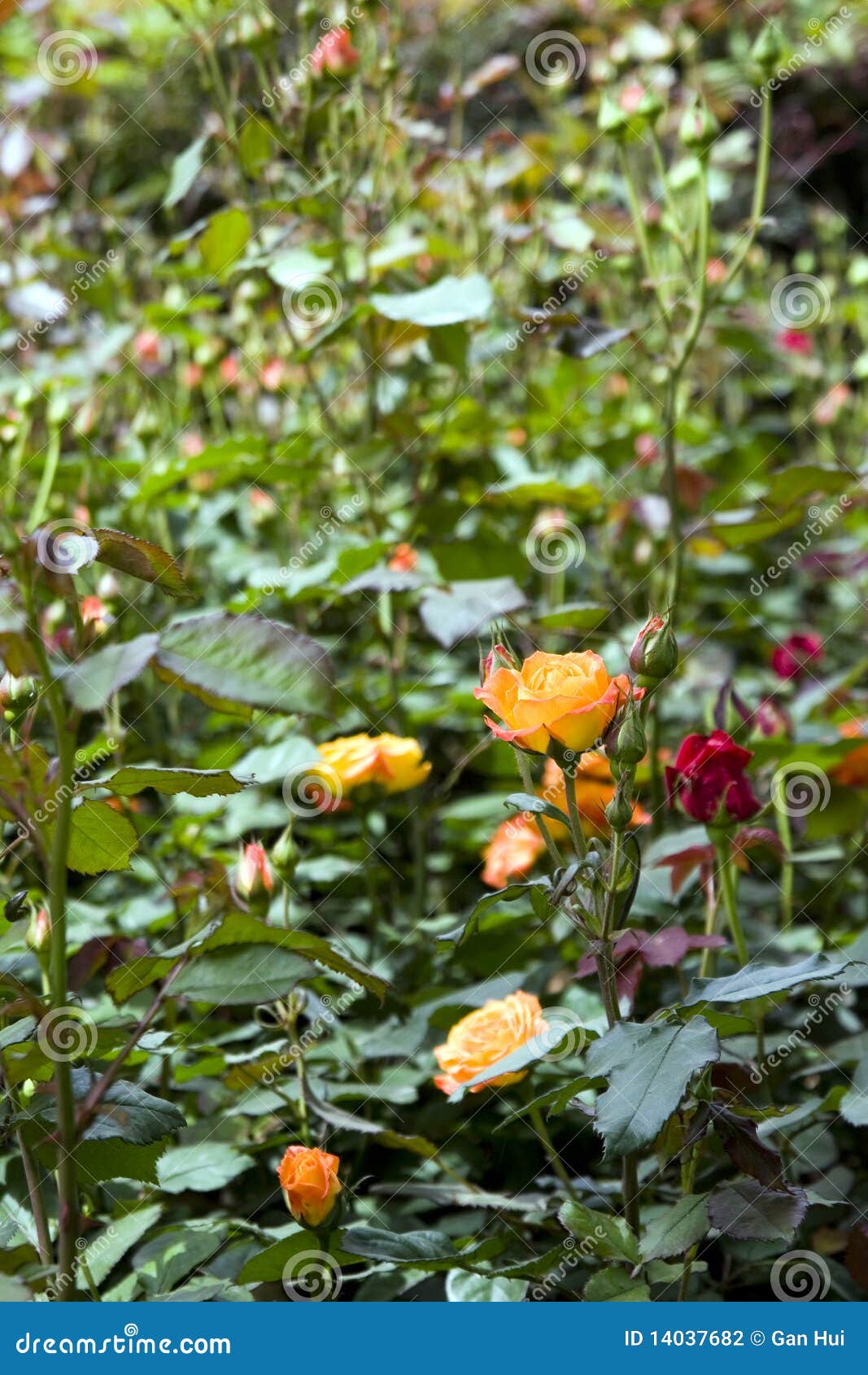 Rose field stock photo. Image of close, flowerbed, holiday - 14037682