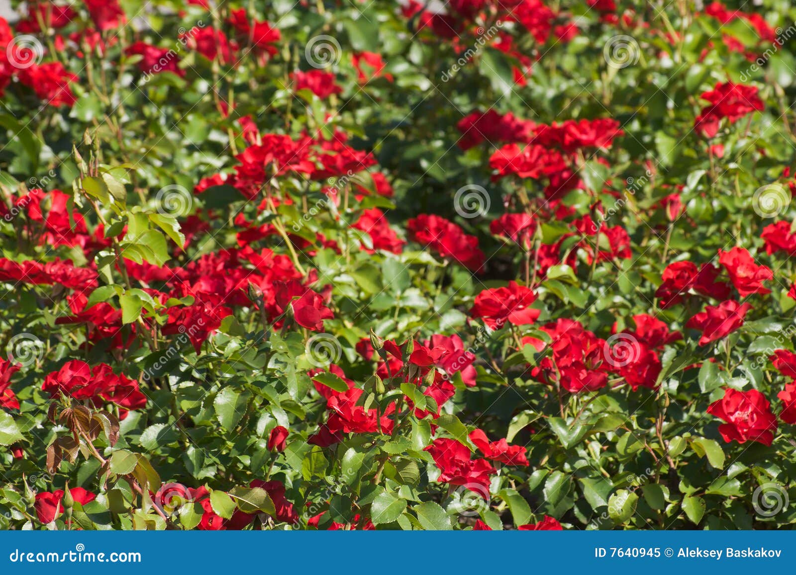 Rose field stock image. Image of thorn, color, green, plant - 7640945