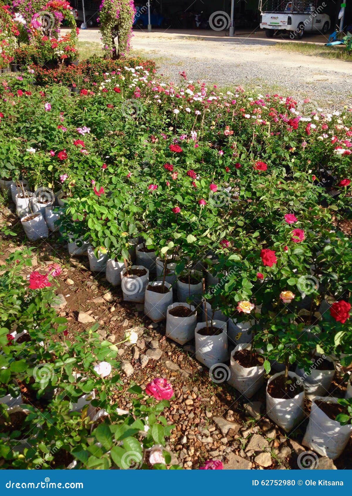 Rose field stock photo. Image of beautiful, field, rose - 62752980