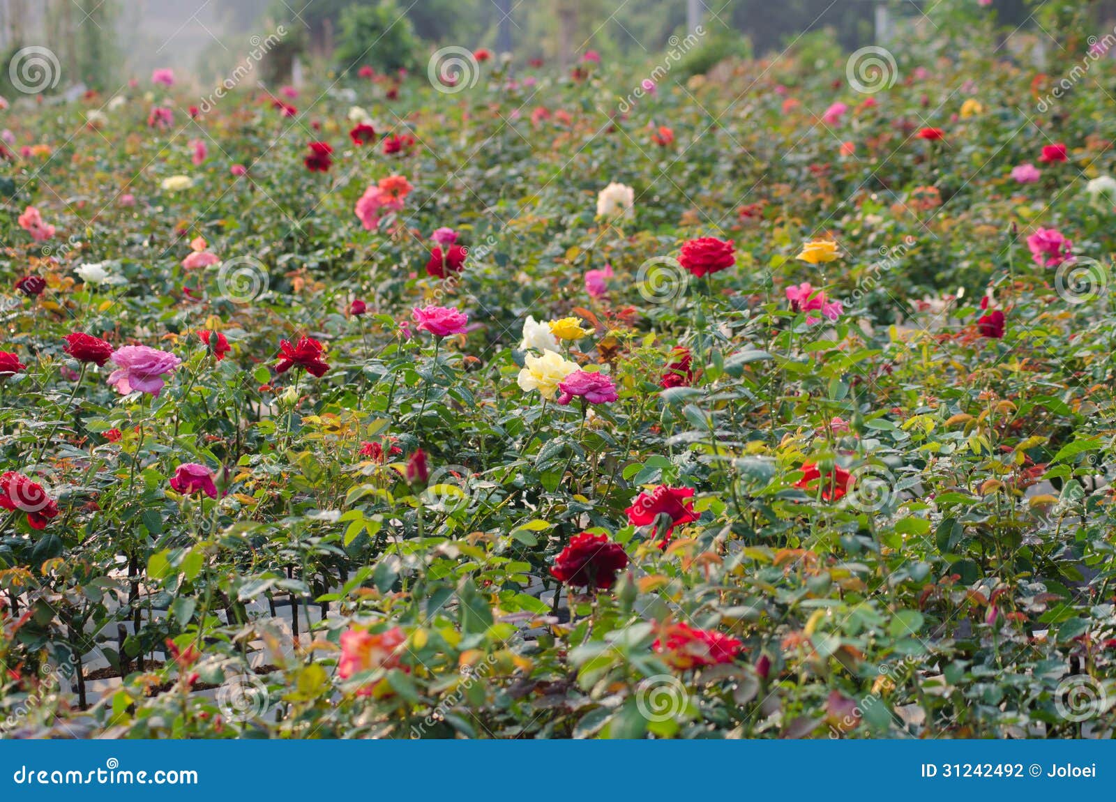 Rose field stock photo. Image of rosaceae, white, nature - 31242492