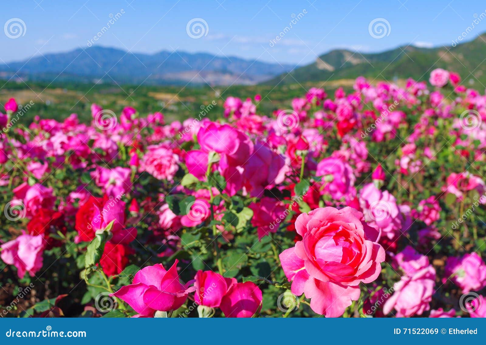 Rose field stock image. Image of flowers, flower, rose - 71522069
