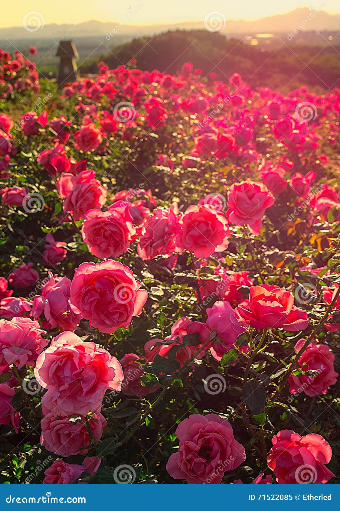 Rose field stock image. Image of roses, bloom, colorful - 71522085