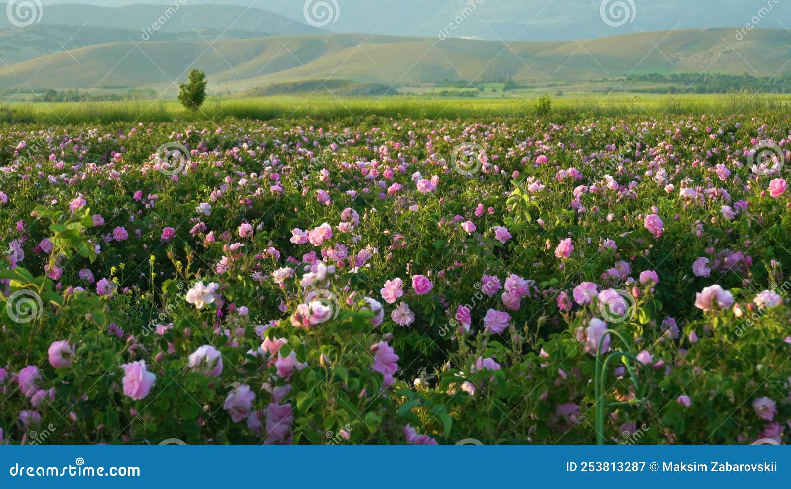 Rose Field in Turkey stock video. Video of green, isparta - 253813287