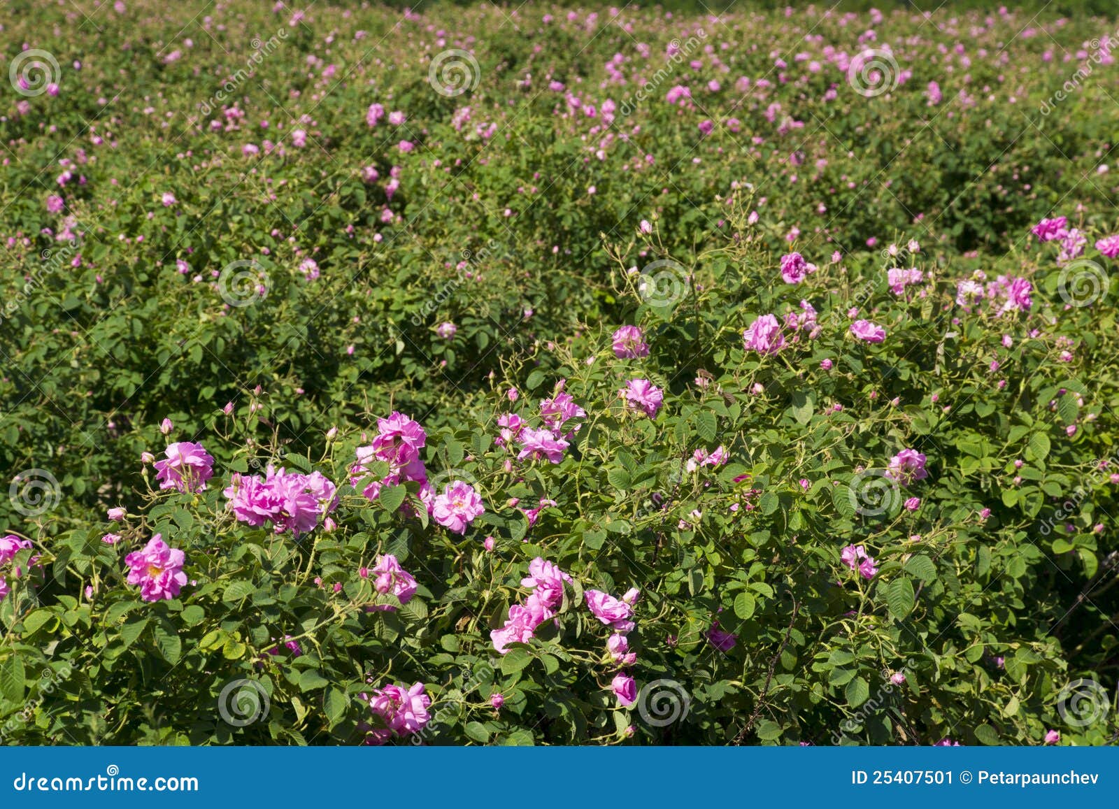 Rose fields stock image. Image of countryside, natural - 25407501