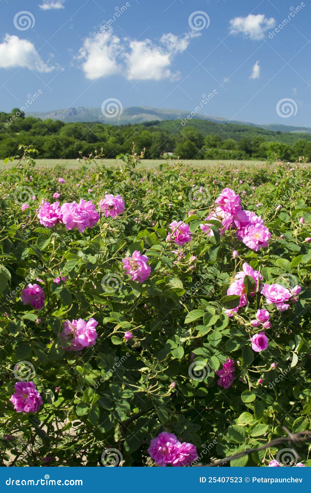 Rose fields stock image. Image of paradise, fragrance - 25407523