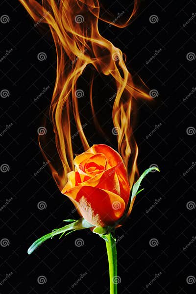 Rose on fire stock image. Image of ignition, decorative - 24140099