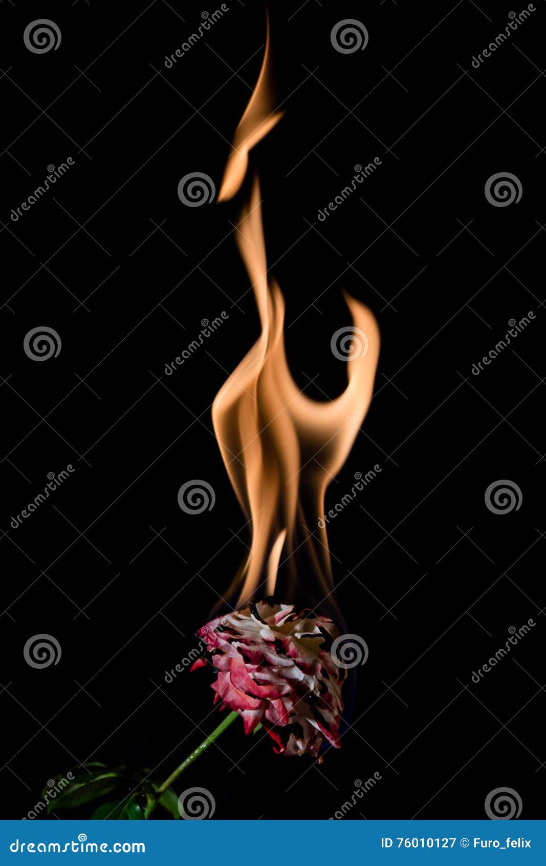 Rose on fire stock image. Image of feeling, burning, emotion - 76010127