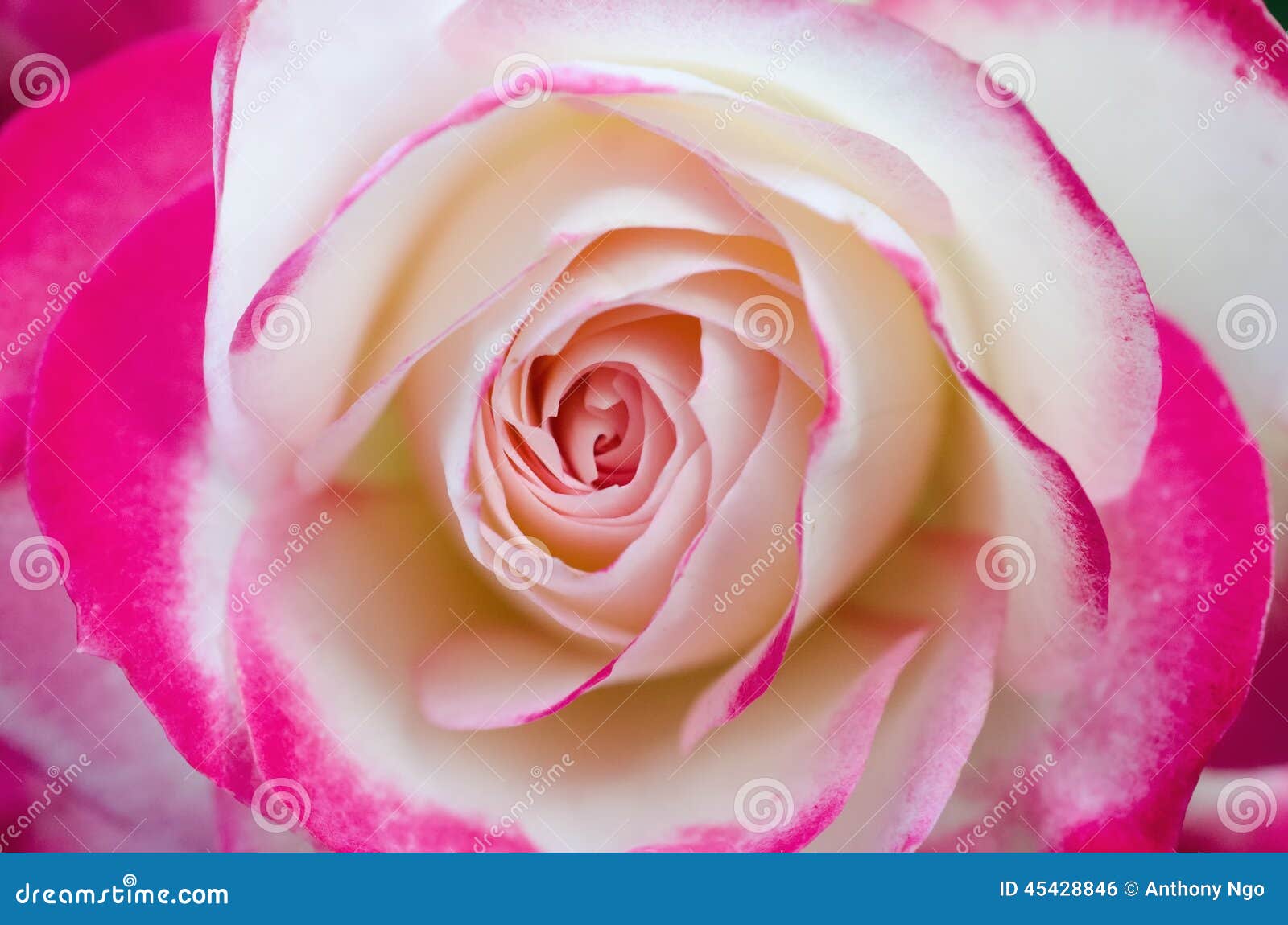Rose of Fire and Ice stock photo. Image of isolated, holiday - 45428846