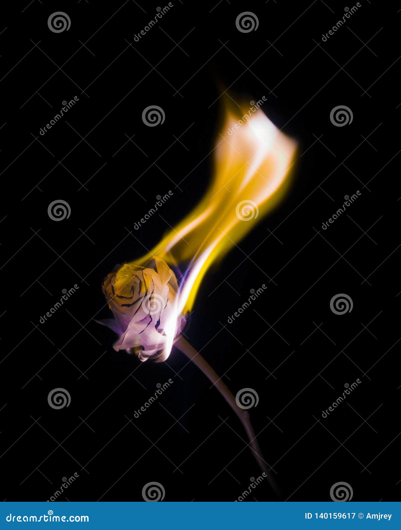 Rose on fire stock image. Image of fire, shot, infrared - 140159617