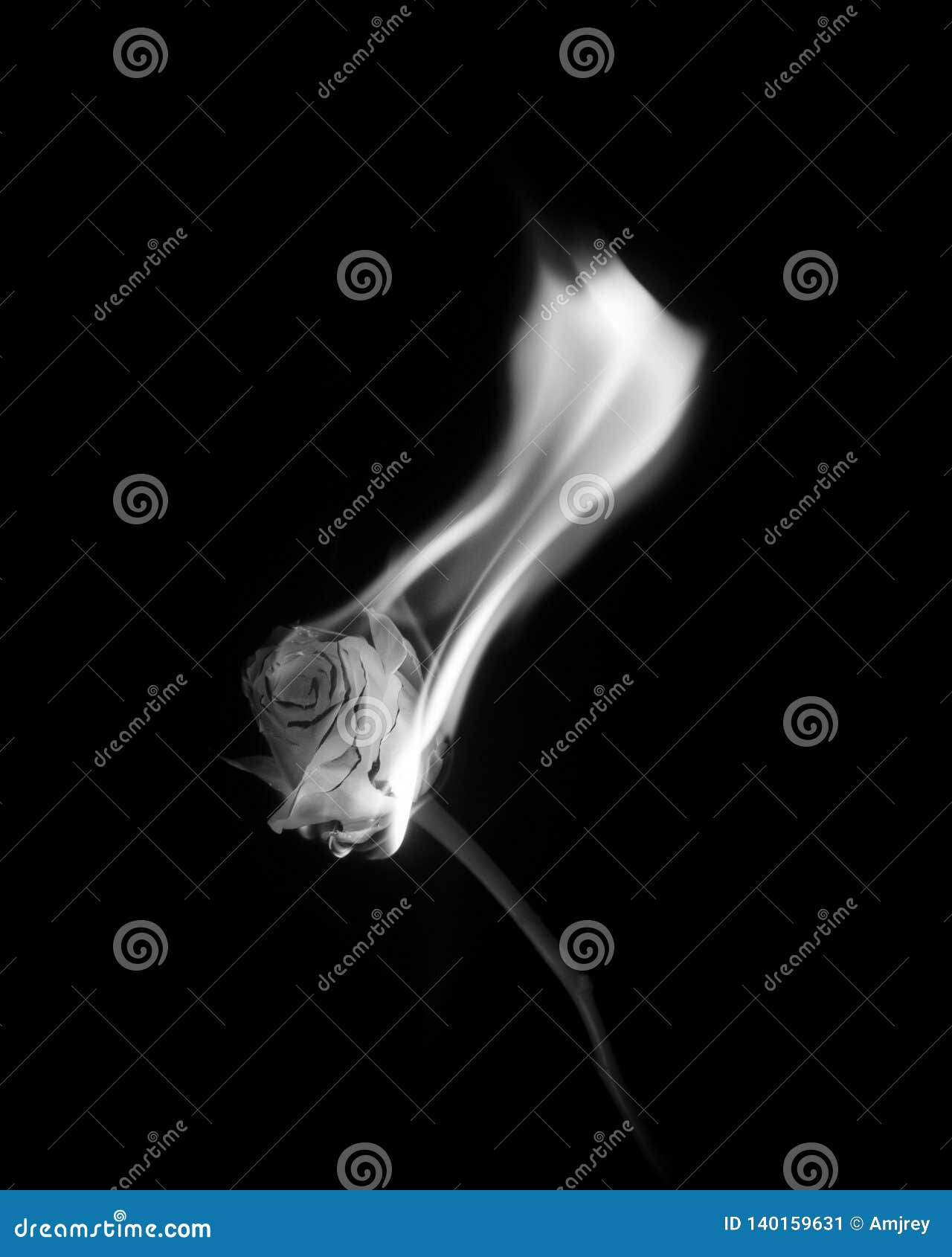 Rose on fire stock image. Image of infrared, monochrome - 140159631