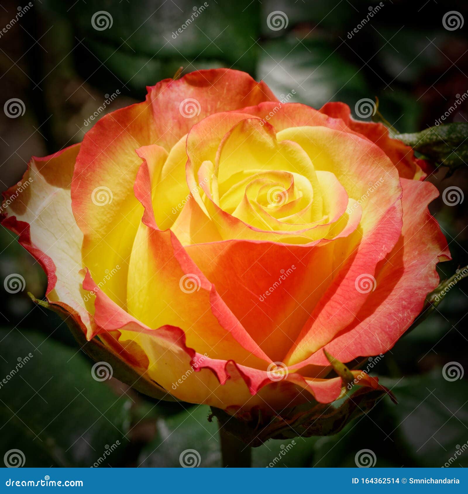 Rose on fire stock photo. Image of bloom, close, full - 164362514