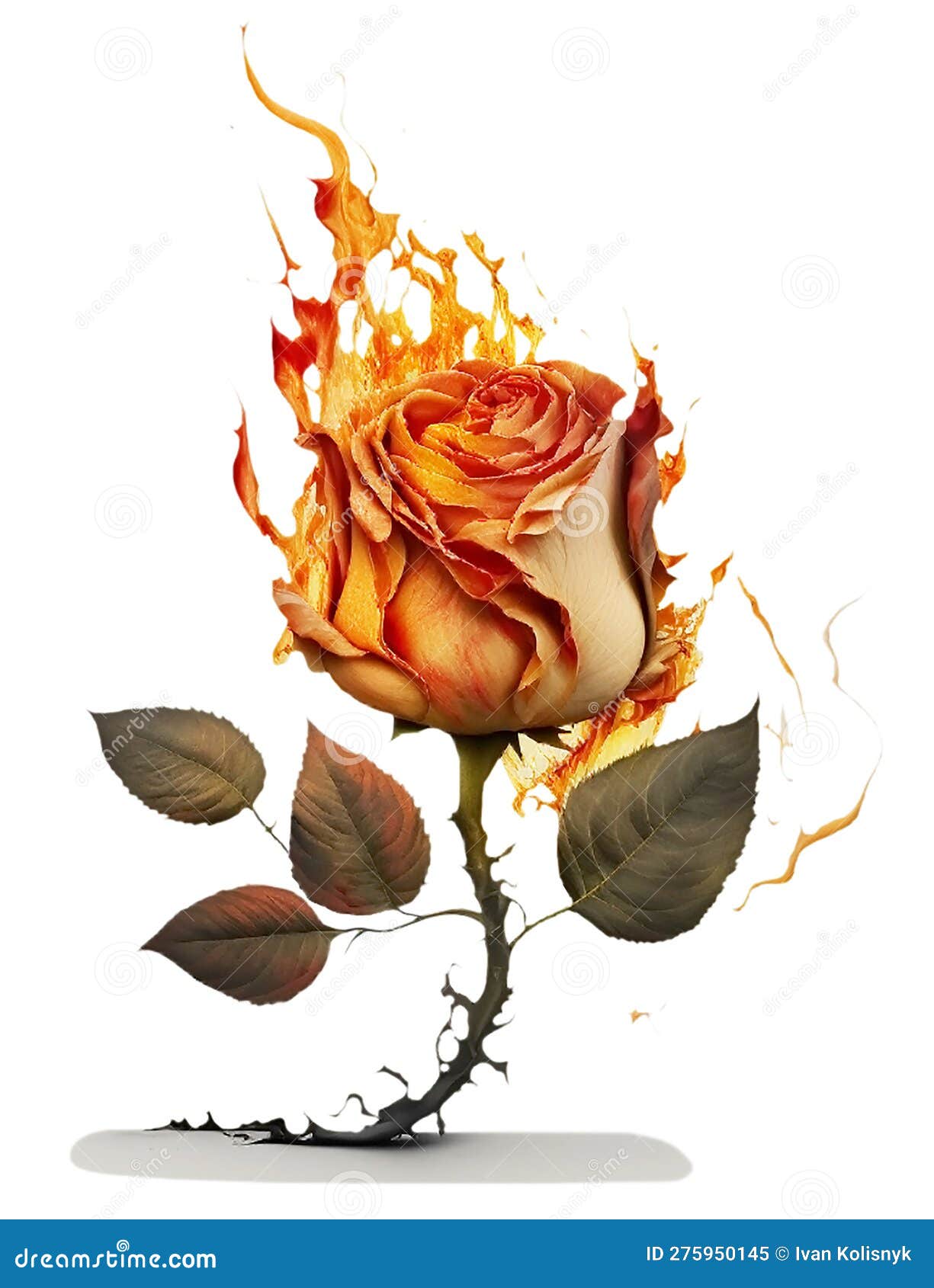 Rose On Fire Wallpaper